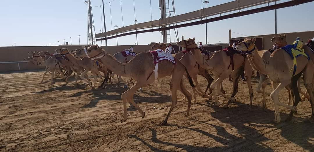 Camel Racing in Qatar | Book Your Seats For Camel Racing Experience